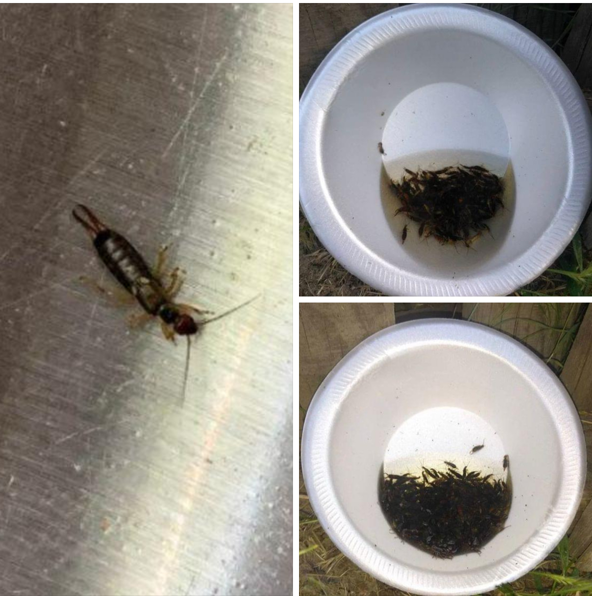 If you find these scary-looking insects in your home, you had better ...